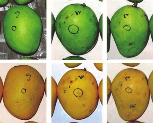 mangos grading - LeafConAgro