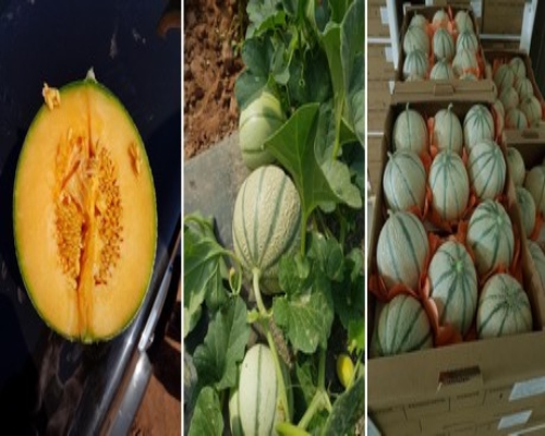 Melons grading - LeafConAgro