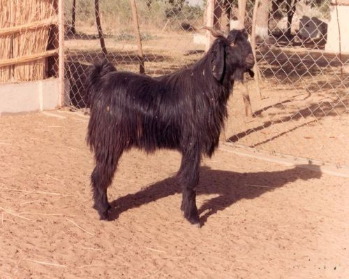 Marwari - LeafConAgro