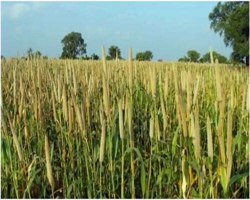 AGRONOMY OF FORAGE CROPS - LeafConAgro
