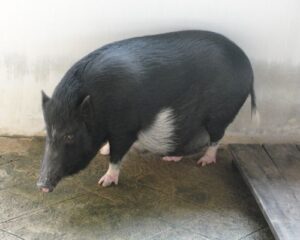 Niang Megha - LeafConAgro