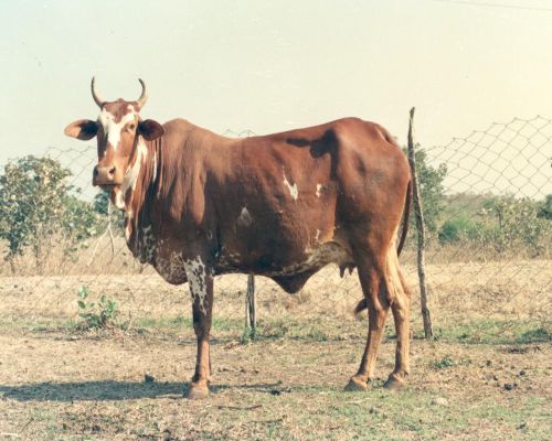 Nimari - LeafConAgro