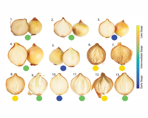 QUALITY of ONIONS - LeafConAgro