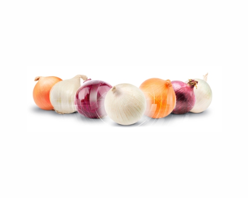 QUALITY of ONIONS - LeafConAgro