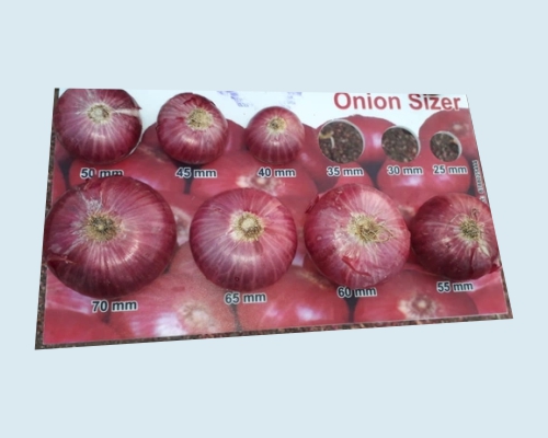 onions of grading - LeafConAgro