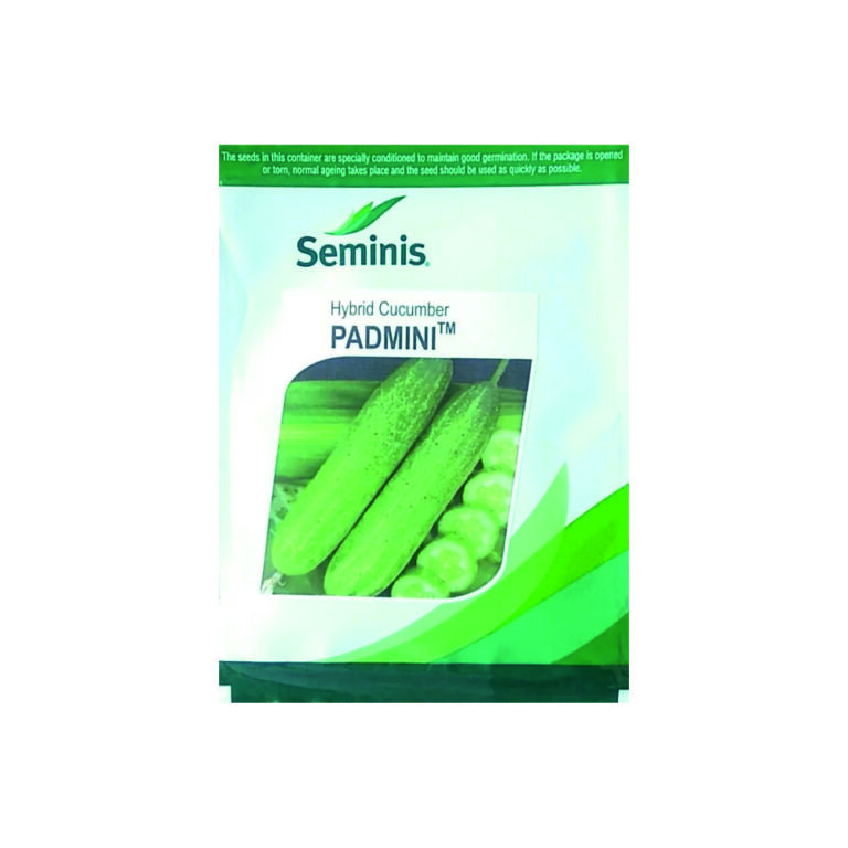 SEMINIS CUCUMBER PADMINI (10 GM) - LeafConAgro