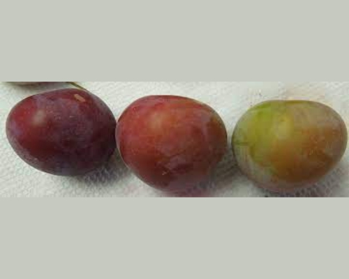 QUALITY OF PLUMS - LeafConAgro