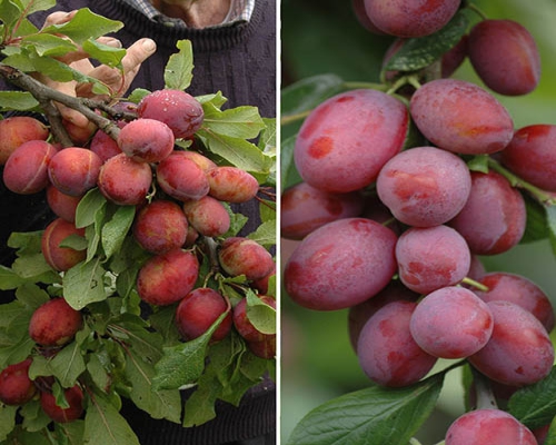 QUALITY OF PLUMS - LeafConAgro