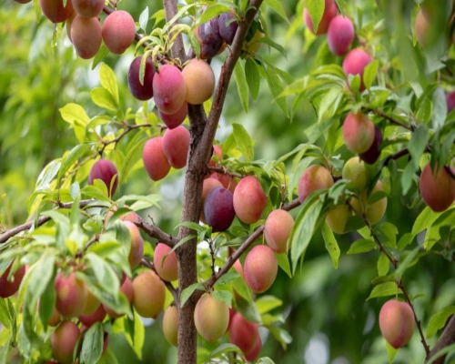 plums grading - LeafConAgro