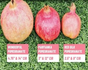 pomegranate of grading - LeafConAgro