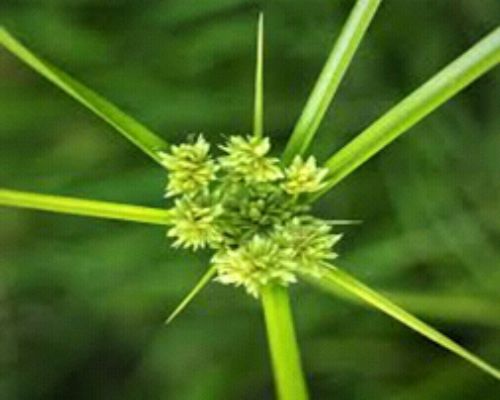 PALE GALINGALE - LeafConAgro