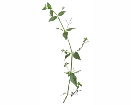 PANICLED PERISTROPHE - LeafConAgro