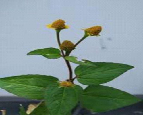 PARA CRESS - LeafConAgro