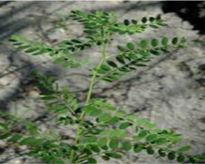 PHYLLANTHUS - LeafConAgro