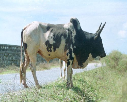 Ponwar - LeafConAgro