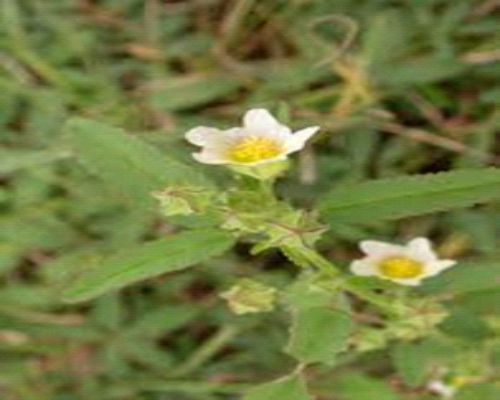 PRICKLY FANPETALS - LeafConAgro