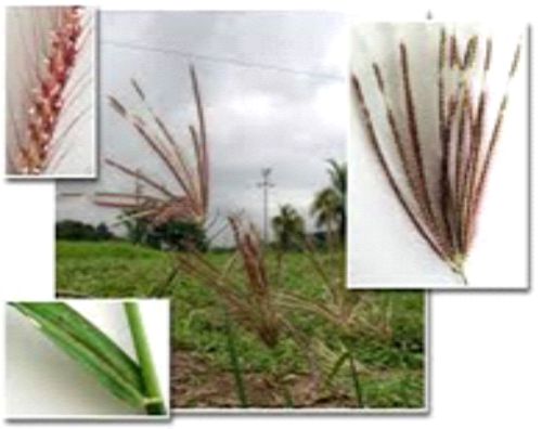 PURPLE CHLORIS - LeafConAgro