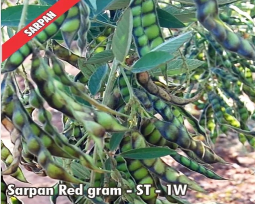 RED GRAM - LeafConAgro