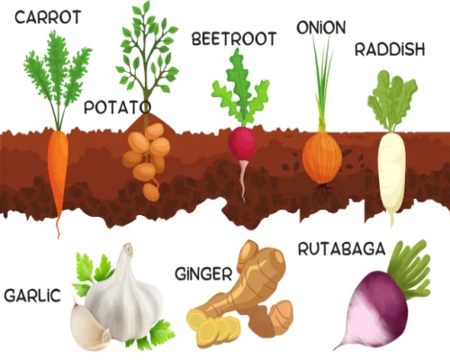 QUALITY OF ROOT AND TUBERCLE - LeafConAgro