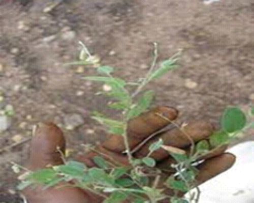 RATTLEPOD - LeafConAgro