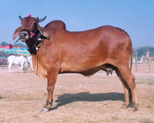 Red Kandhari - LeafConAgro