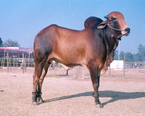 Red Kandhari - LeafConAgro