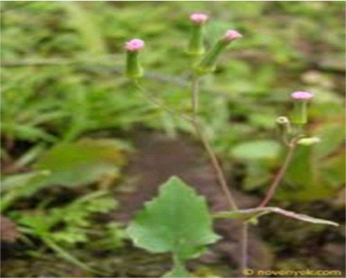 RED TASSEL FLOWER - LeafConAgro