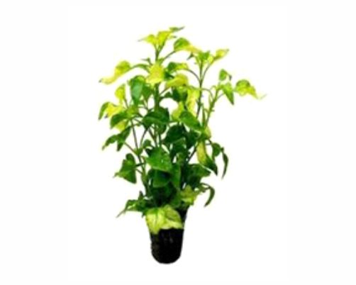 RED CALICO PLANT - LeafConAgro