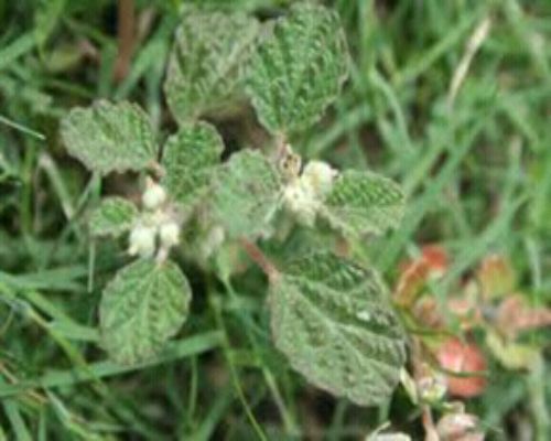 ROTTLER'S CHROZOPHORA - LeafConAgro