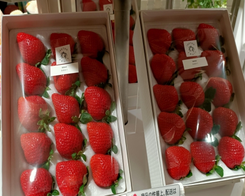 STRAWBERRIES GRADING - LeafConAgro