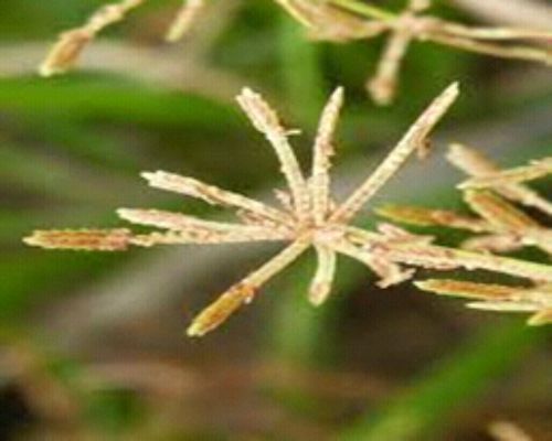SLENDER SPIKED SEDGE - LeafConAgro