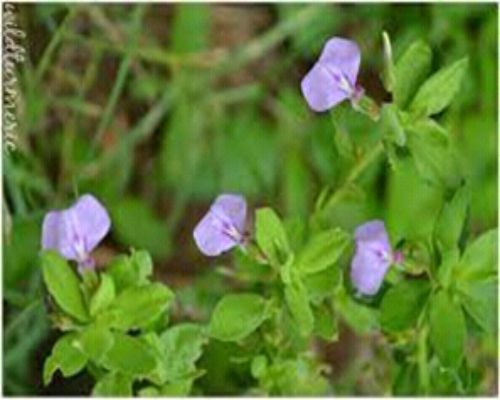 SPADE FLOWER - LeafConAgro