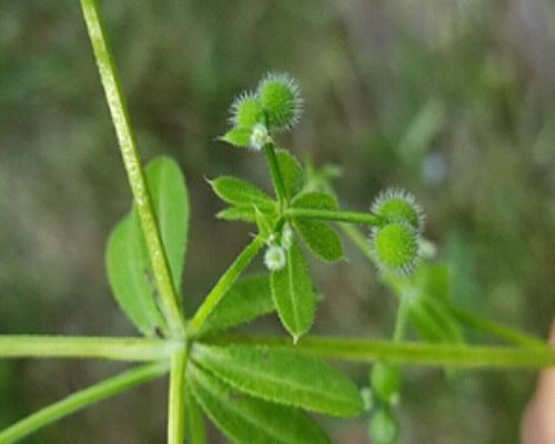 STICKYWILLY - LeafConAgro