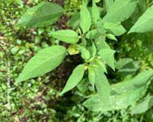 SUNBERRY - LeafConAgro