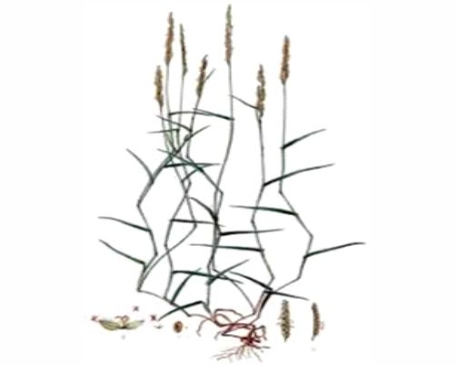 SWEET SIGNAL GRASS - LeafConAgro