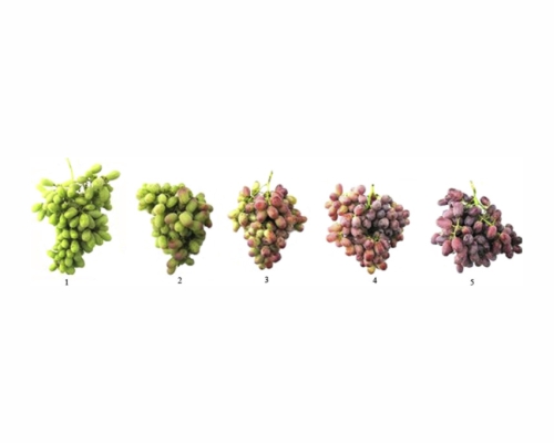 TABLE GRAPES GRADING - LeafConAgro