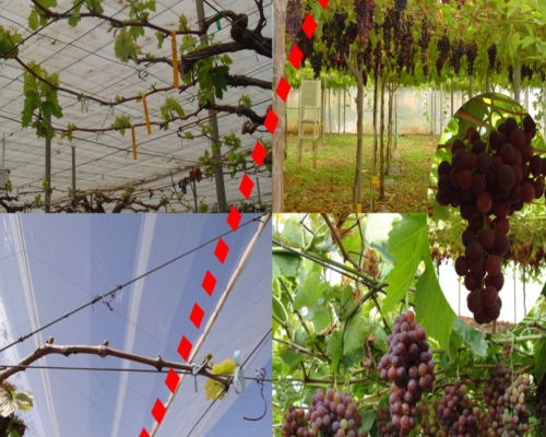 TABLE GRAPES GRADING - LeafConAgro