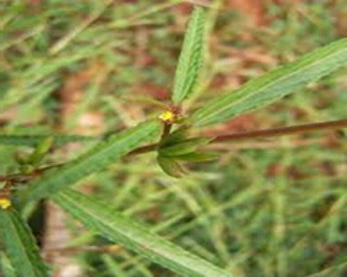 TALL WILD JUTE - LeafConAgro