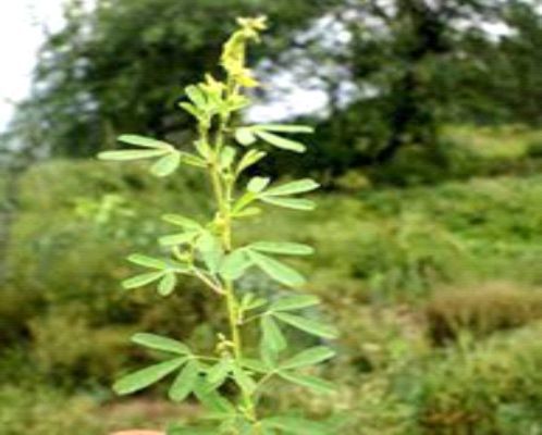 TREFOIL RATTLEPOD - LeafConAgro