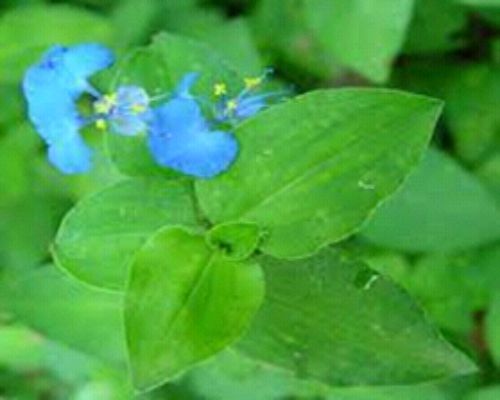 TROPICAL SPIDERWORT - LeafConAgro