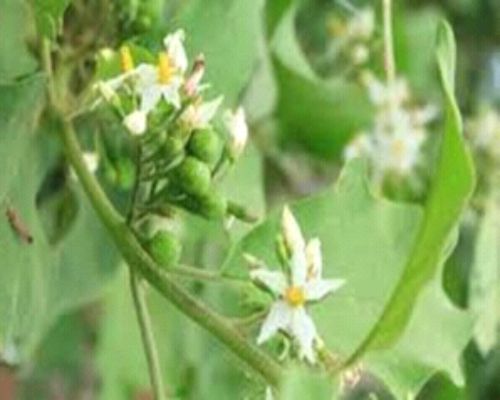 TURKEY BERRY - LeafConAgro