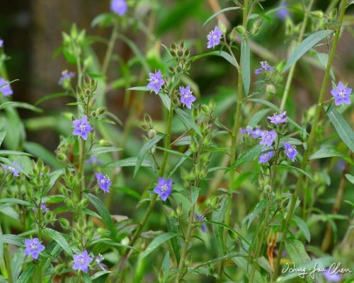 Ceylon hydrolea - LeafConAgro