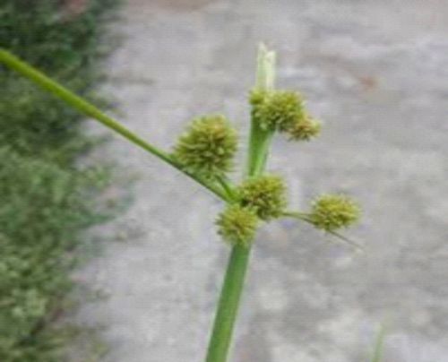 VARIABLE FLATSEDGE - LeafConAgro
