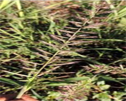 VIPER GRASS - LeafConAgro