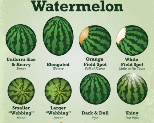 QUALITY of watermelons - LeafConAgro