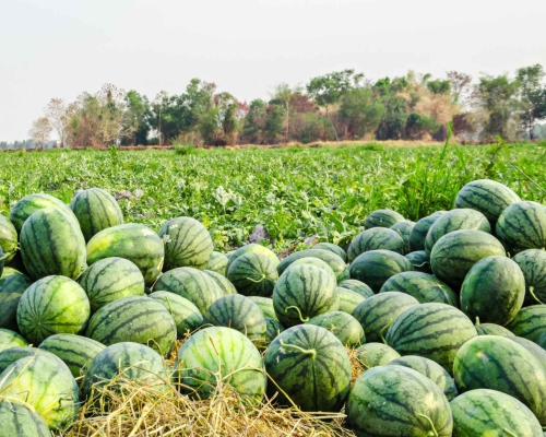 QUALITY of watermelons - LeafConAgro