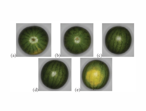 QUALITY of watermelons - LeafConAgro