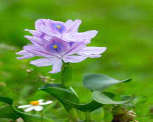WATER HYACINTH - LeafConAgro