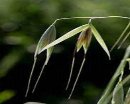 WILD OAT - LeafConAgro