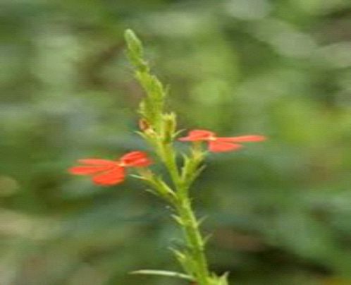 Witch weed. - LeafConAgro